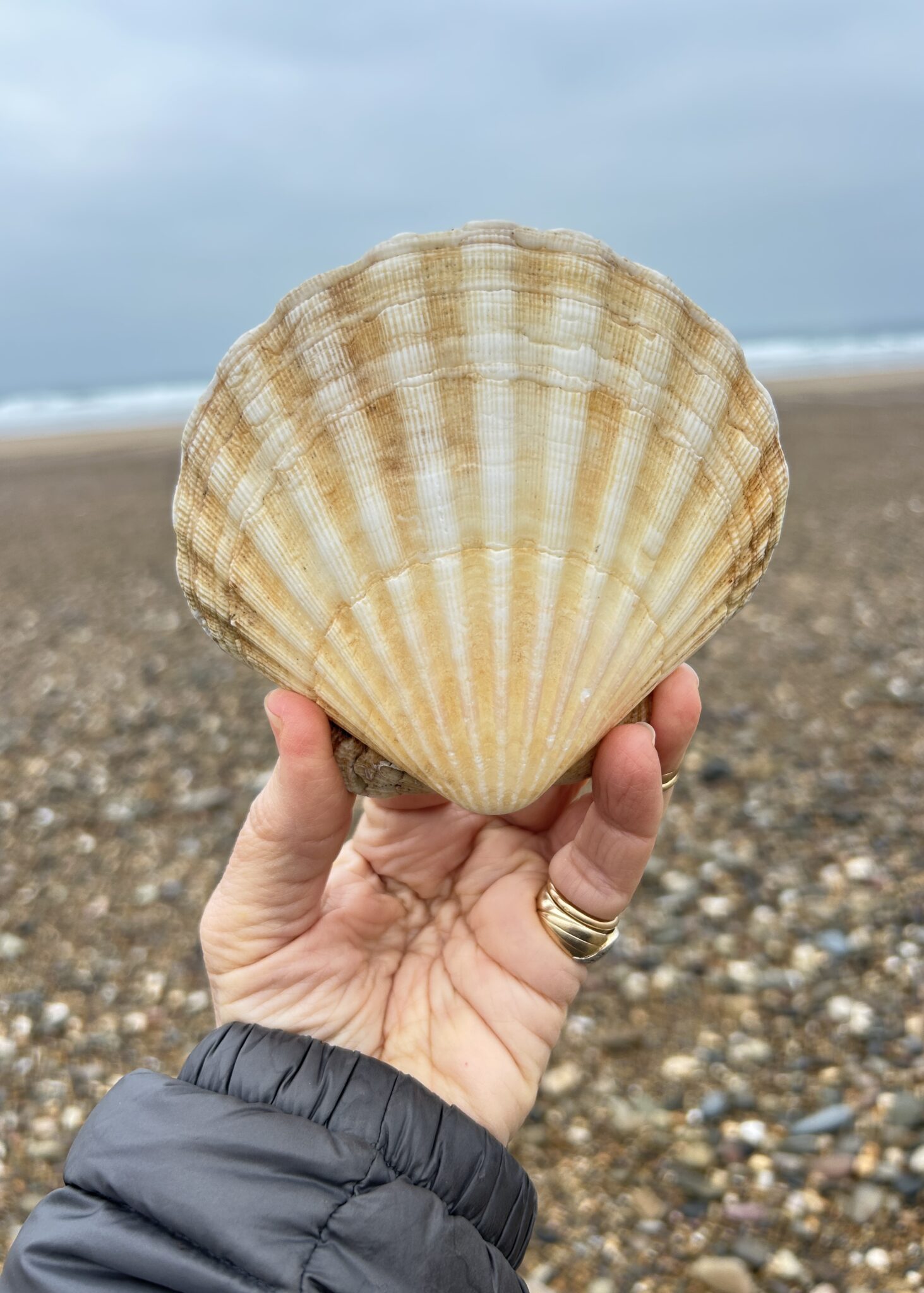 French la Vie - Stories Collected While Living in France