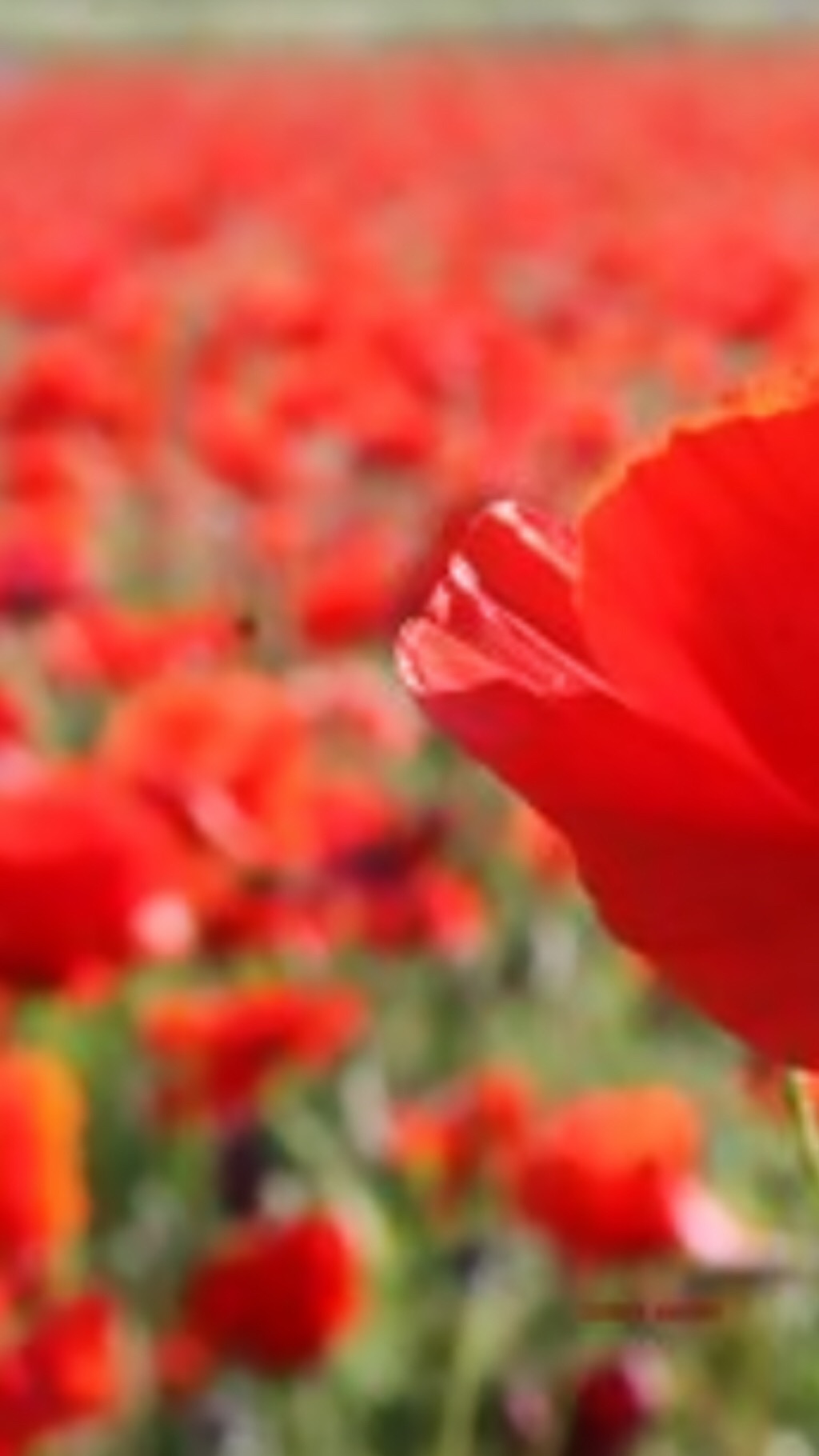 The First Time - French la Vie